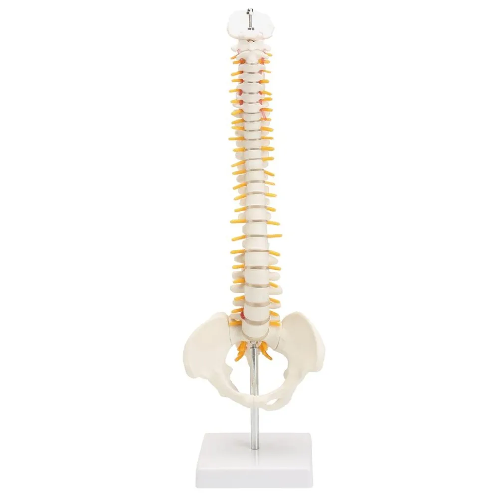 Free-Shiping-Fexible-Human-Spine-Pelvic-Anatomic-Model-Spine-Layout ...