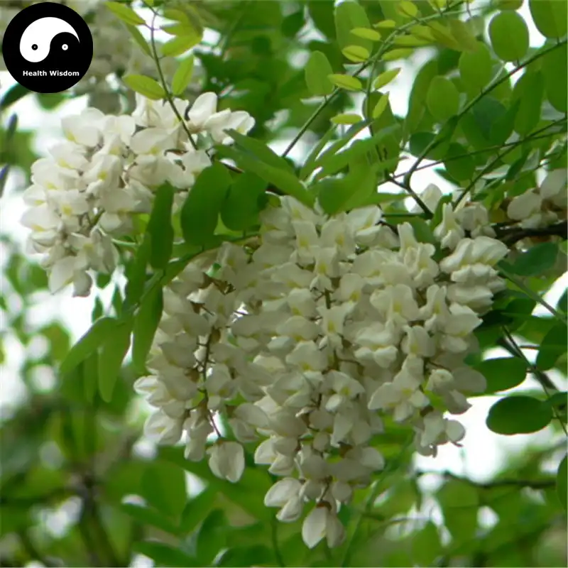 Buy False Acacia Tree Semente 100pcs Plant Robinia Pseudoacacia For ...