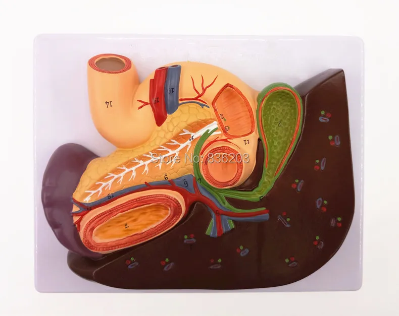 Anatomical Liver with Gall Bladder, Pancreas and Duodenum Model ...