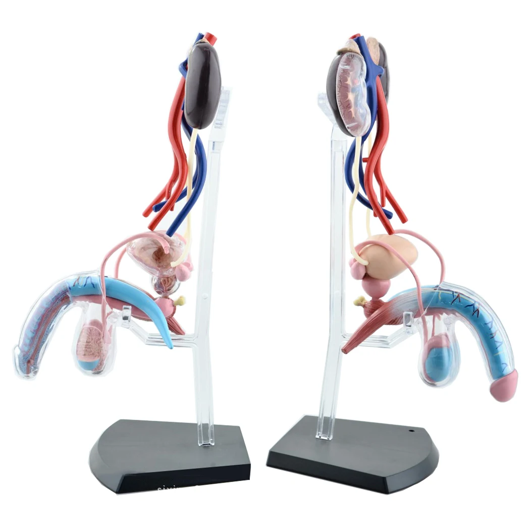 Sexual-Female-Organ-Models-Male-Reproductive-System-4d-Human-Body-Organ ...