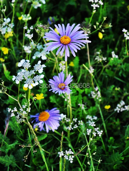 5 Pack 250 Seed Alpine Aster Seeds Aster Alpinum Asteraceae Flower ...