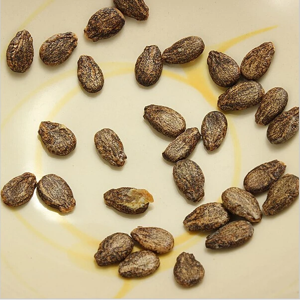 A Single Watermelon Seed