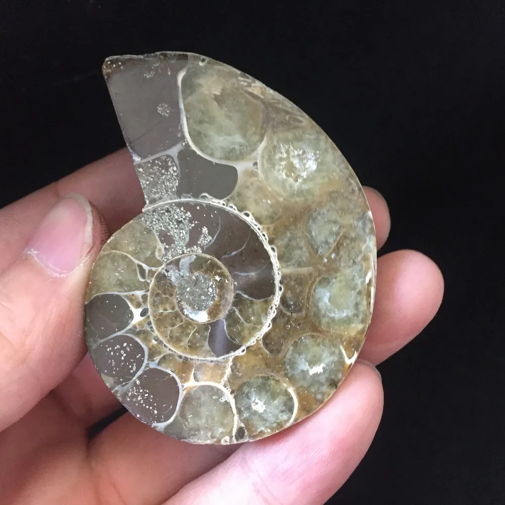 FSS51 56g Natural Rough Crystal Ammonite Conch Shell Fossil Specimen ...