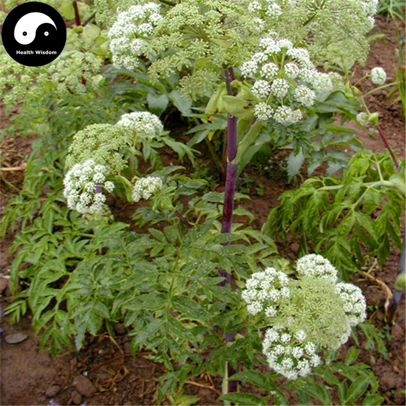 Buy Chinese Angelica Root Semente 400pcs Plant Real Medicinal Herb ...