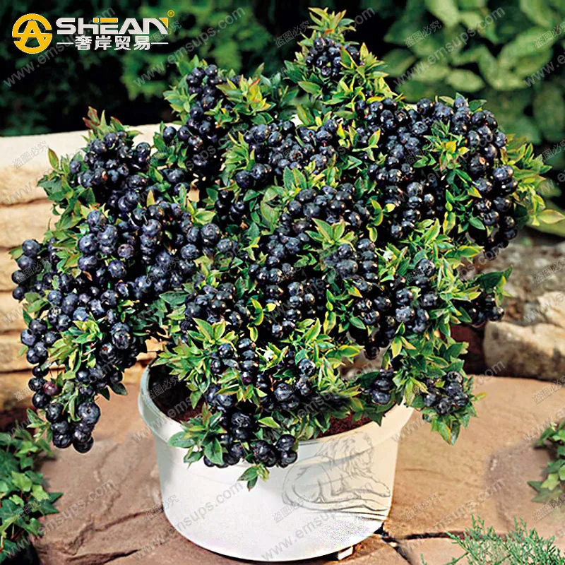 A Pack 200 Pcs Blueberry Tree Seed Fruit Blueberry Seed Potted Bonsai ...