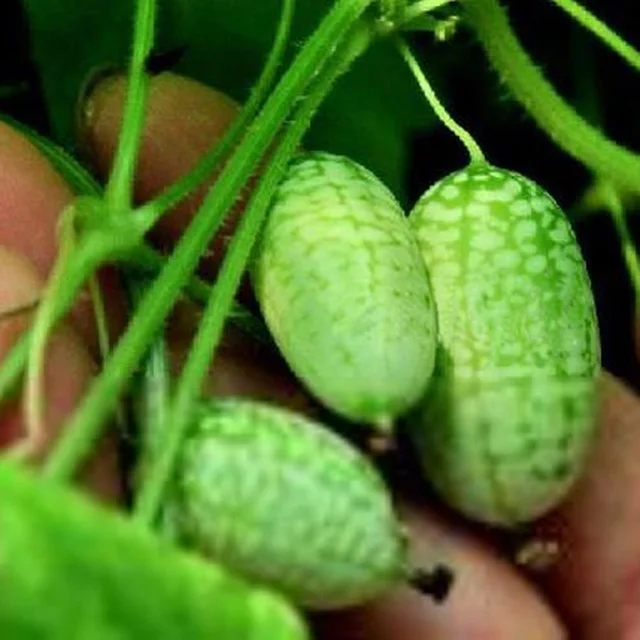 30pcs Seeds very rare Mini watermelon – GreenSeedGarden