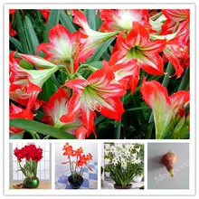 Compra amaryllis bulbs y disfruta del envío gratuito en AliExpress.com