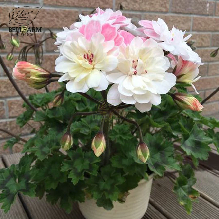 BELLFARM Geranium Pink White Double Petals Perennial Flower 'Seeds ...