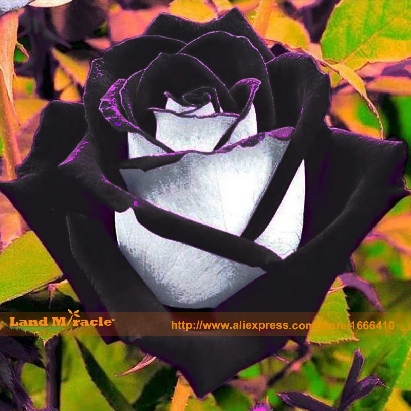 Black Dragon Roses For Sale at David Dicken blog