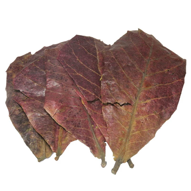 Natural Terminalia Catappa Leaves Aquarium Terminalia Foetida Leaves ...