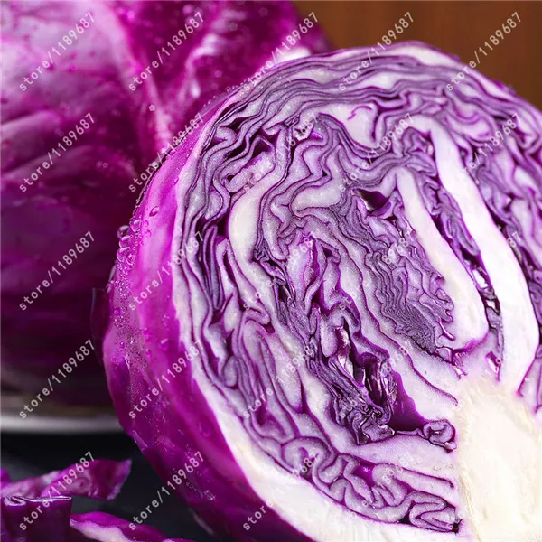 Original package-True Purple Cabbage Seeds Vegetable Seeds Brassica ...