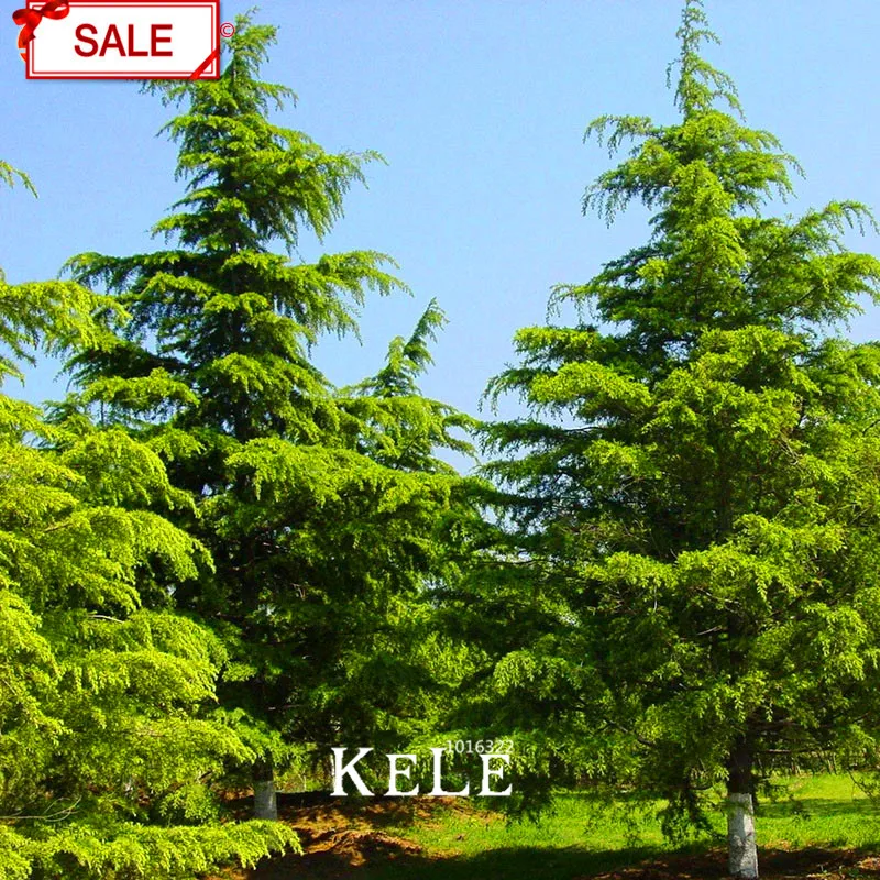 Cedar Trees From Seed Growing