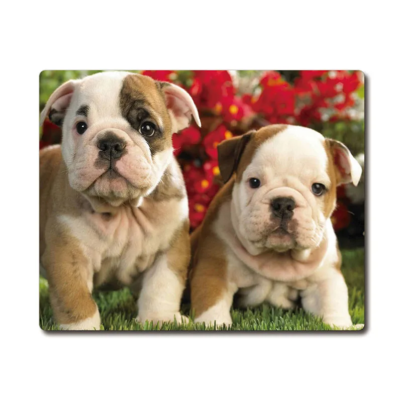 Cutest Baby English Bulldogs