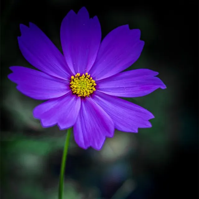Cosmos Seeds, 100pcs/pack
