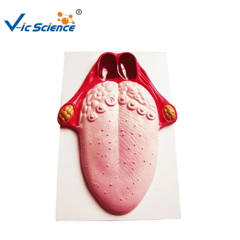 Medical-Education-Advance-Enlarge-Tongue-Anatomy-Model.jpg
