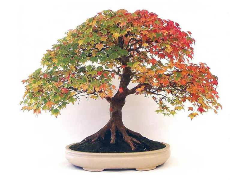 Canadian Maple Bonsai Tree