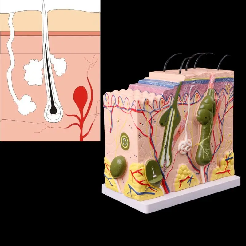 Human Skin Model Block Enlarged Plastic Anatomical Anatomy Medical ...