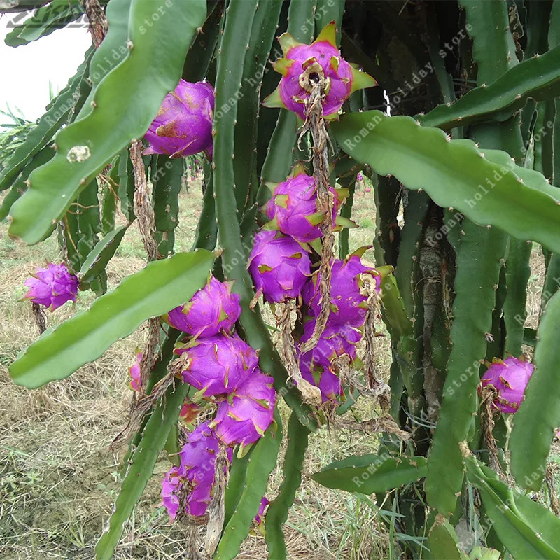 200 Pcs Seeds Rare Mini Pitaya Pink Tropical Dragon Fruit – GreenSeedGarden