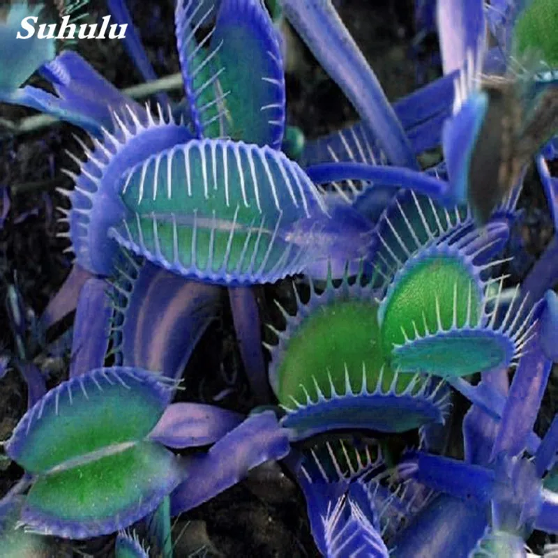 Sale! 100 Pcs Potted Insectivorous Plant Dionaea Muscipula Giant Clip ...