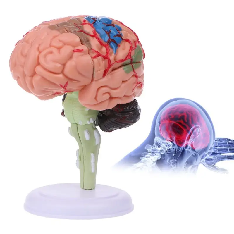 4D Disassembled Anatomical Brain Model Anatomy Medical Teaching Tool ...