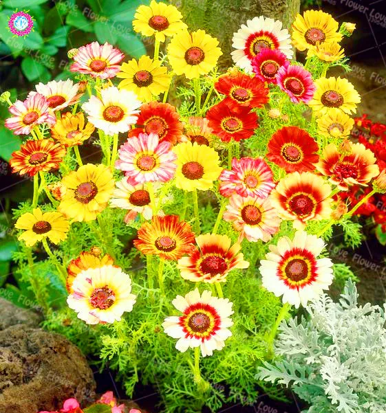 Mixed Daisy Flowers