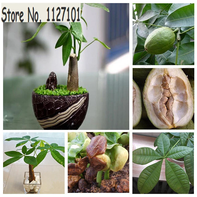 Money Tree Plant Seeds
