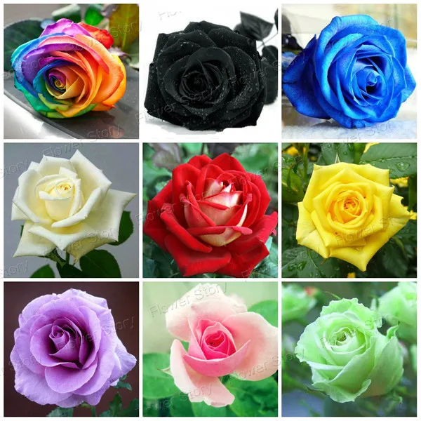 1800 Seeds Rose Seeds Include Pink Black White Red Purple Green Yellow ...