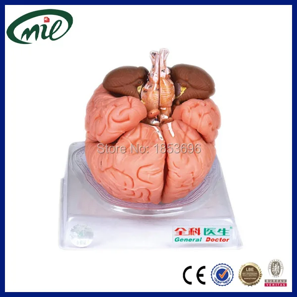 Anatomical brain models shows the structure of hemicerebrum, interbrain ...
