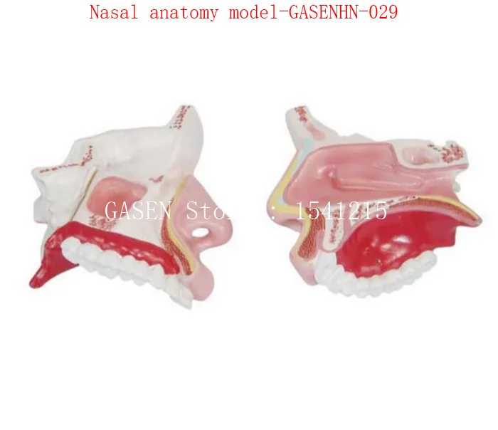 Department of ENT Nose model internal structure Facial anatomy model ...