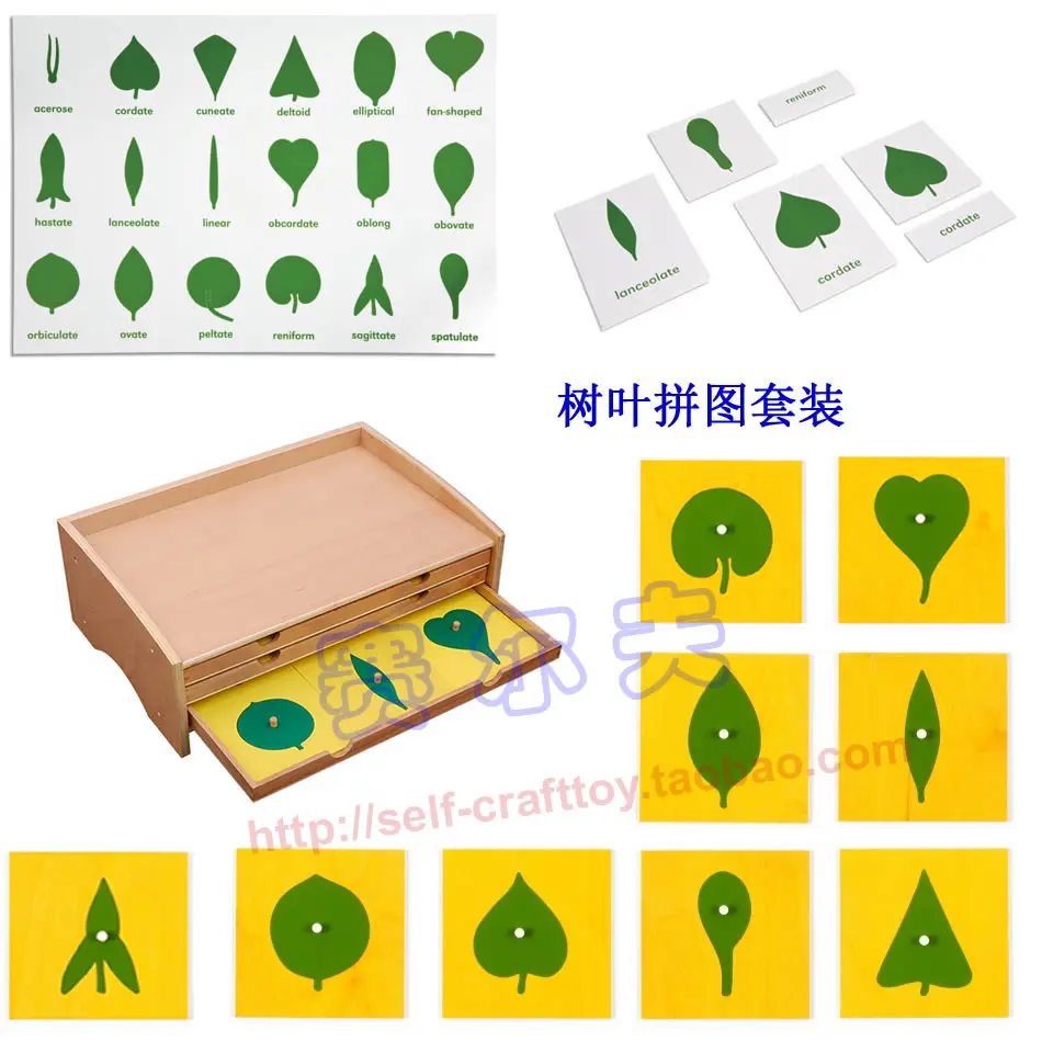 Standard montessori teaching aids Botany Leaf Cabinet with 18 Insets ...