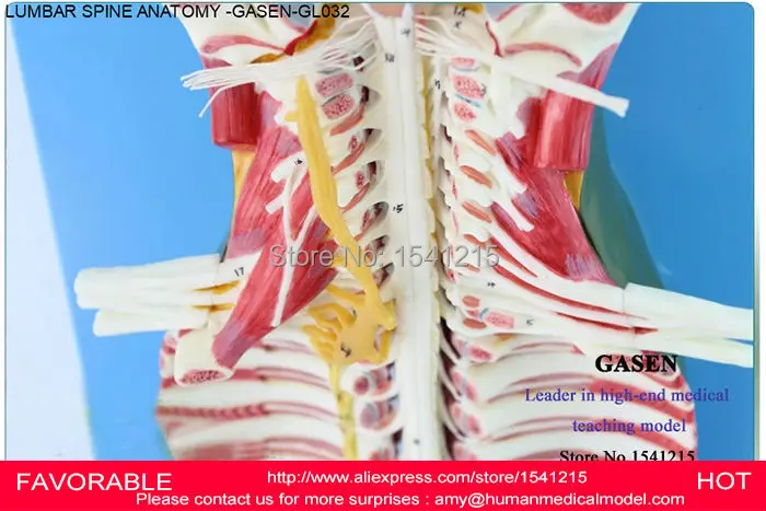 NERVE MODEL SPINAL RIDGE LUMBAR VERTEBRA ANATOMICAL STRUCTURE ANATOMY ...