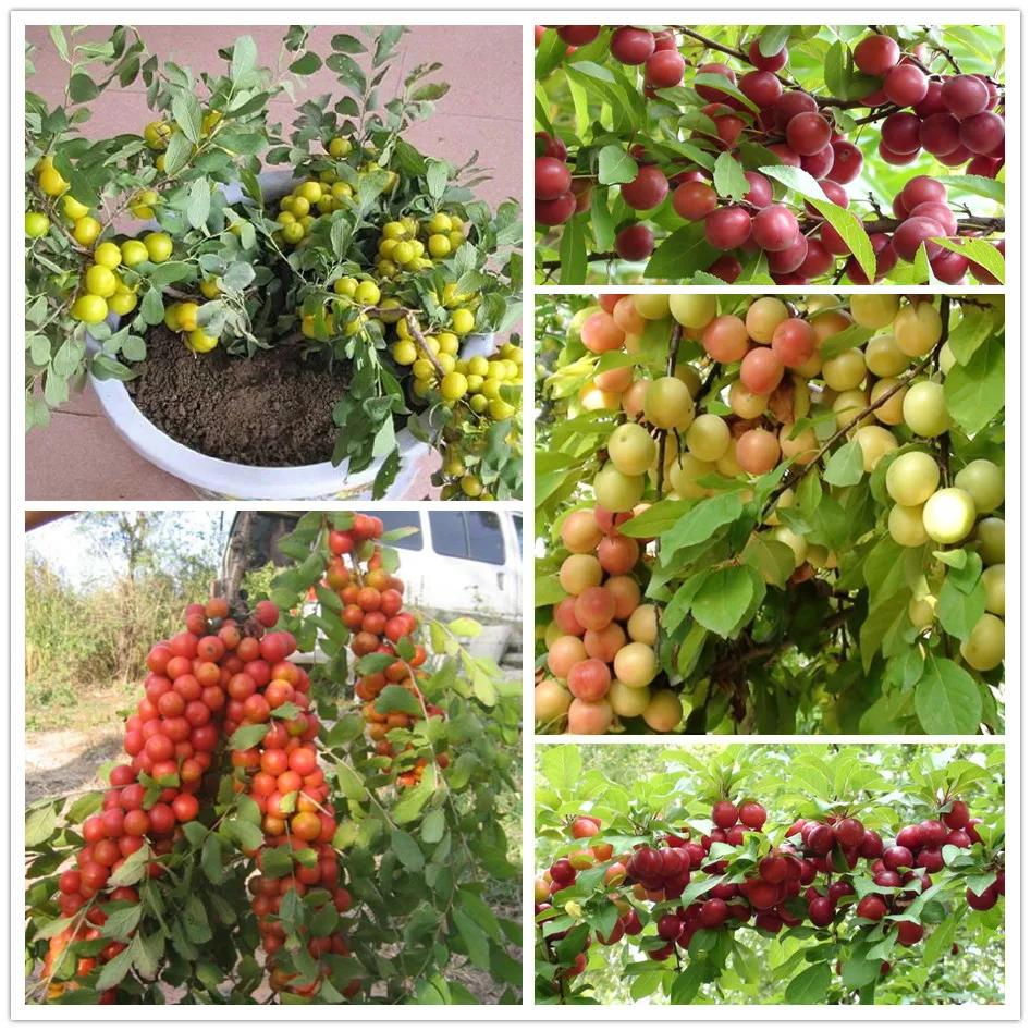 (10 Seeds/bag) Rara Prunus Humilis Bunge Fruit Seeds (full Of Calcium ...
