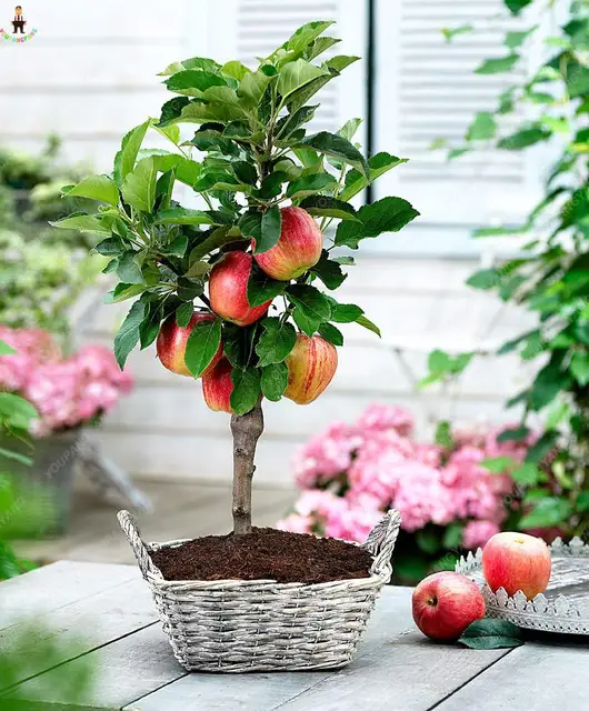 20pcs / bag Dwarf Apple Bonsai Miniature Apple Tree Indoor and Outdoor ...