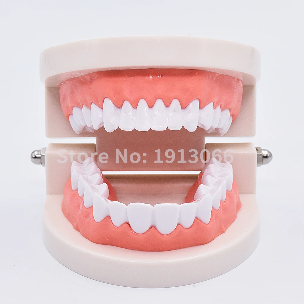 Dentures DentDental Teaching Study Model Adult Typodont Demonstration ...
