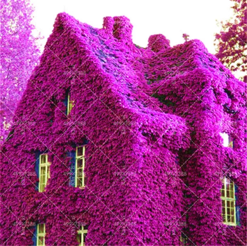 100Pcs Ivy Plants Outdoor Original Japanese Creepers Green Ivy Bonsai ...