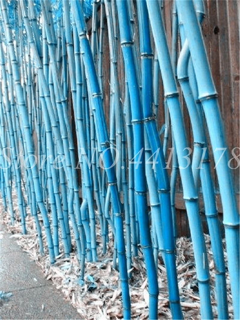 40 Pcs Blue Bamboo Phyllostachys Pubescens Rare Giant Bonsai Bambusa ...
