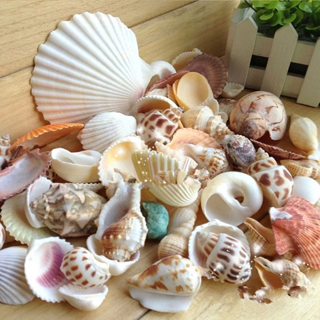 Aliexpress.com : Buy Approx 500g Collect Beach Mixed SeaShells Sea ...