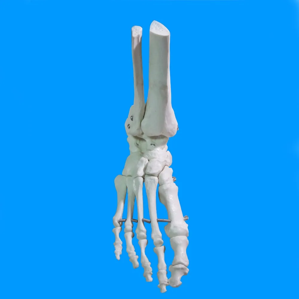 Human Foot Bone Model Foot Sole Joints of Foot Ankle Tibia and Fibula ...