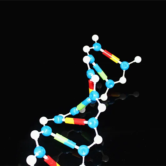 Dna Molecule Model Kit