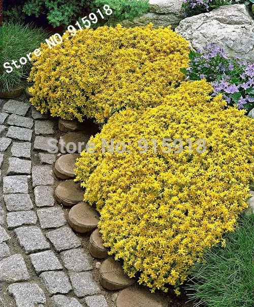 Golden Sedum Ground Cover Moss