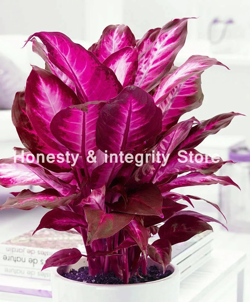 100 Pcs Dieffenbachia Bonsai Dwarf Ornamental Bonsai Dieffenbachia Tree ...