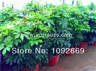 Schefflera octophylla (Lour.) Harms 60 80cm foliage plant landscape ...