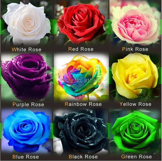 Rainbow Rose Seeds