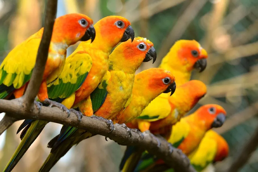 Online Get Cheap Orange Parrot -Aliexpress.com | Alibaba Group