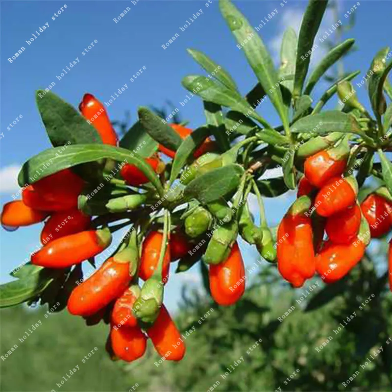 10 Pcs Seeds Rare Red Goji Berries Lycium Barbarum Ningxia Wolfberry ...