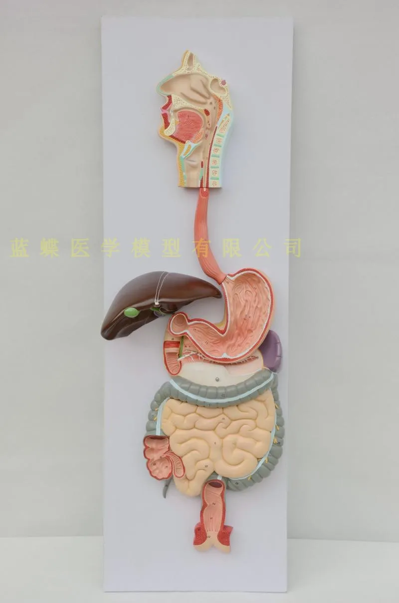Human Digestive System Model Digestive Tract Gastric Profile ...