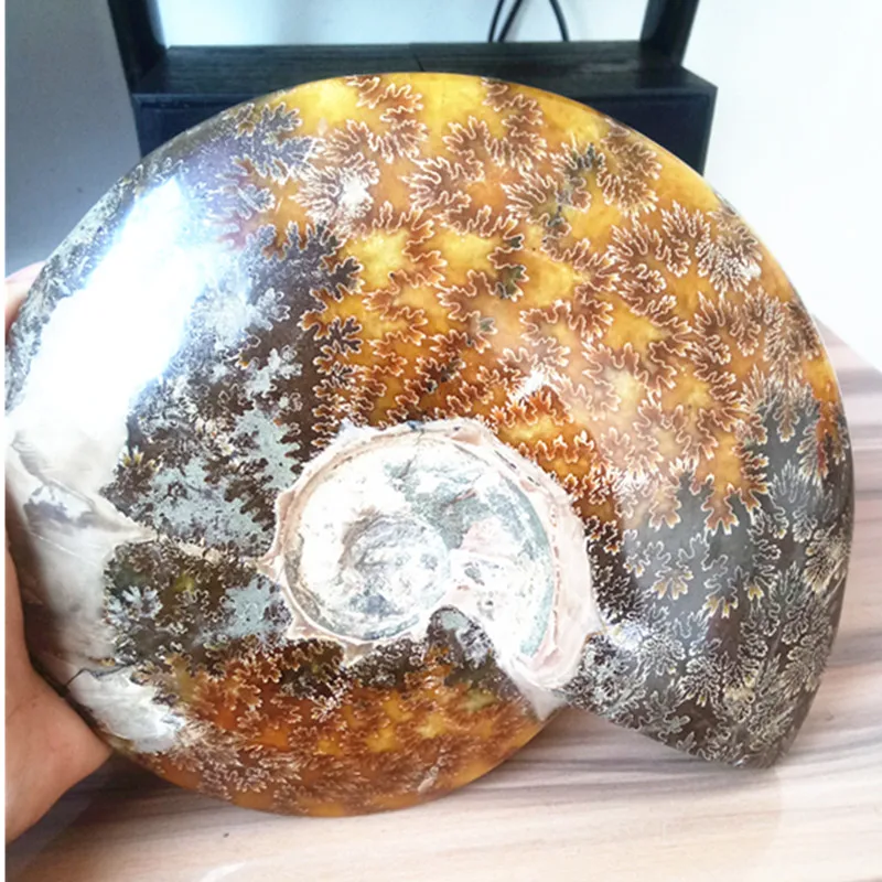 4.4lb RARE Iridescent AMMONITE AMMOLITE SHELL GEM FOSSIL SPECIMEN ...