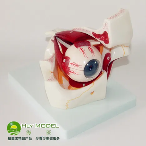 Eye-anatomy-model-ophthalmic-eye-model-eyeball-and-orbital-ocular ...