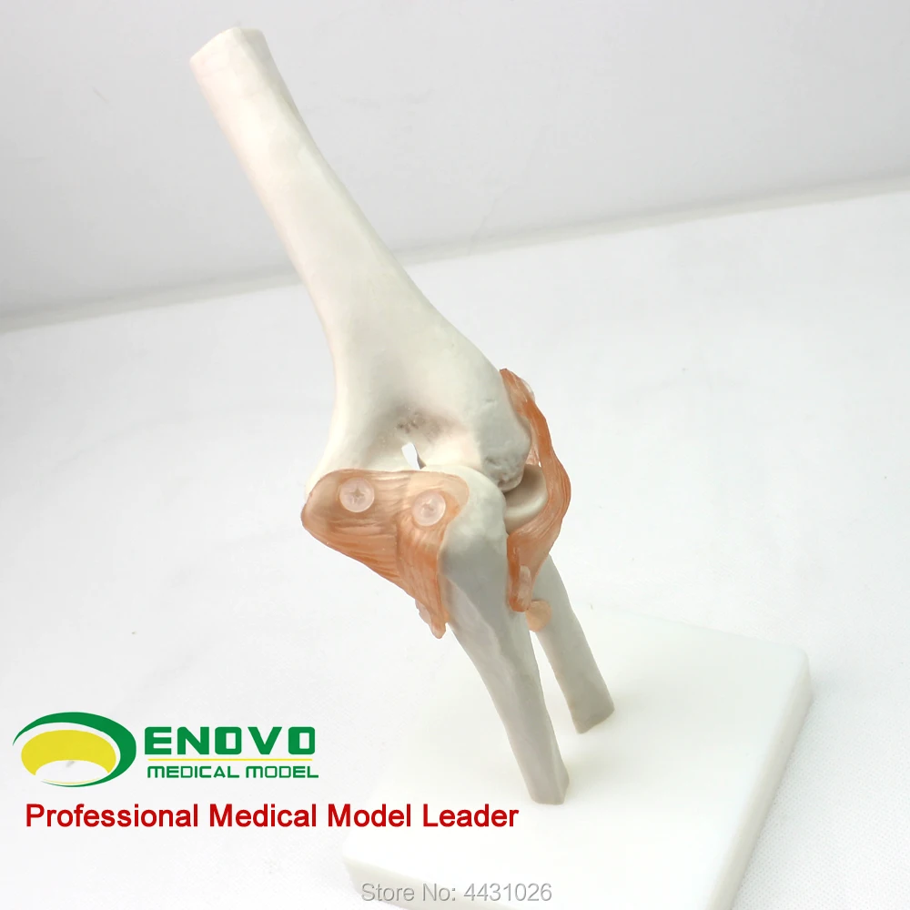 ENOVO-Medical-elbow-model-human-bone-model-six-joint-model-bone ...