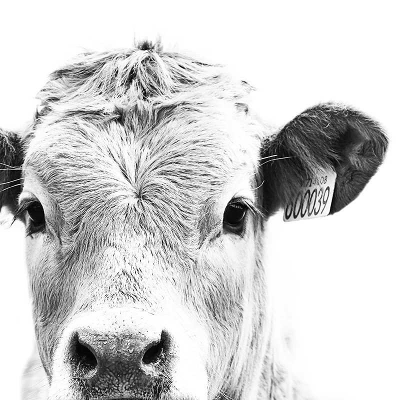 Cow Black And White Photography